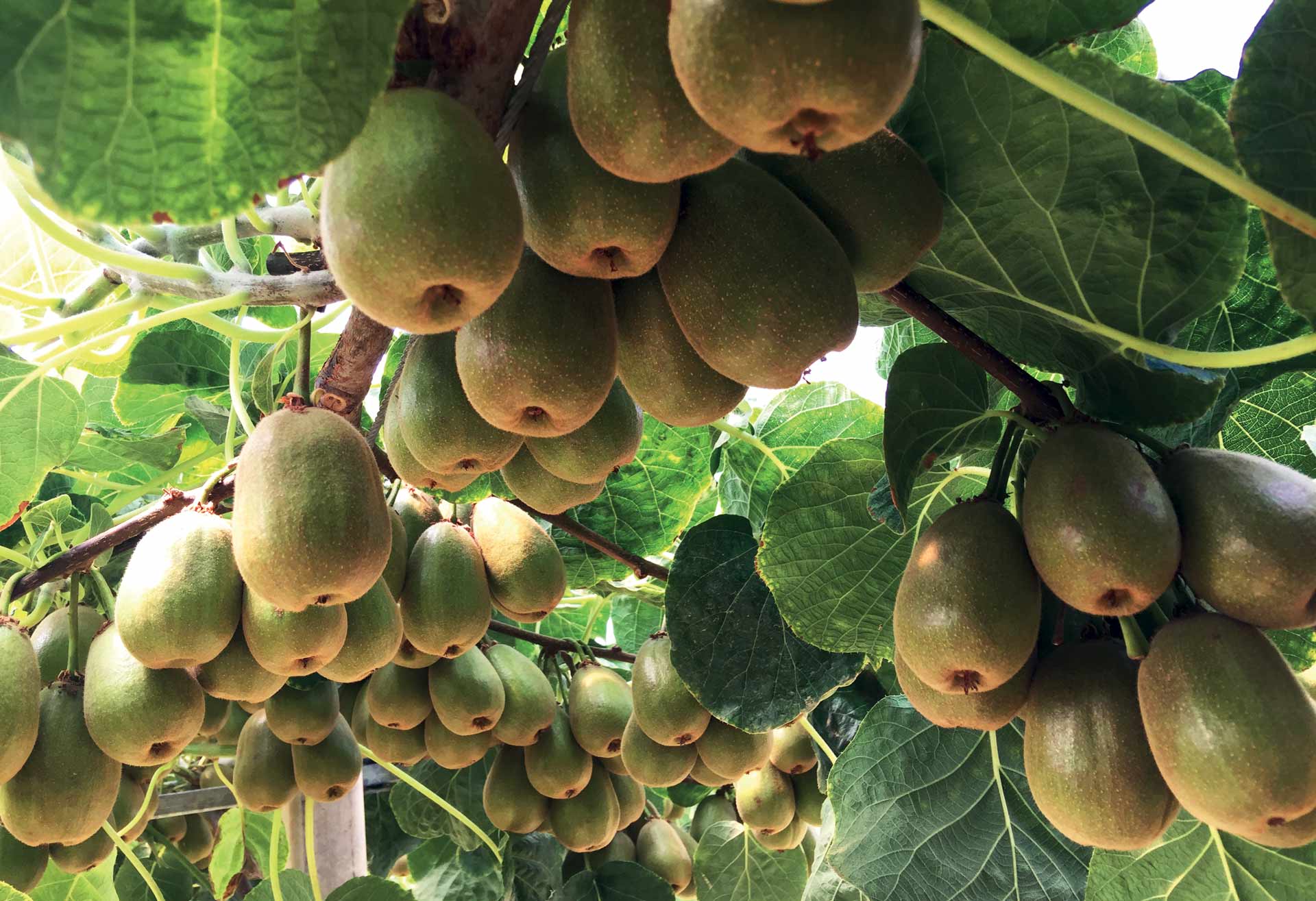 Kiwi rosso - Red Passion